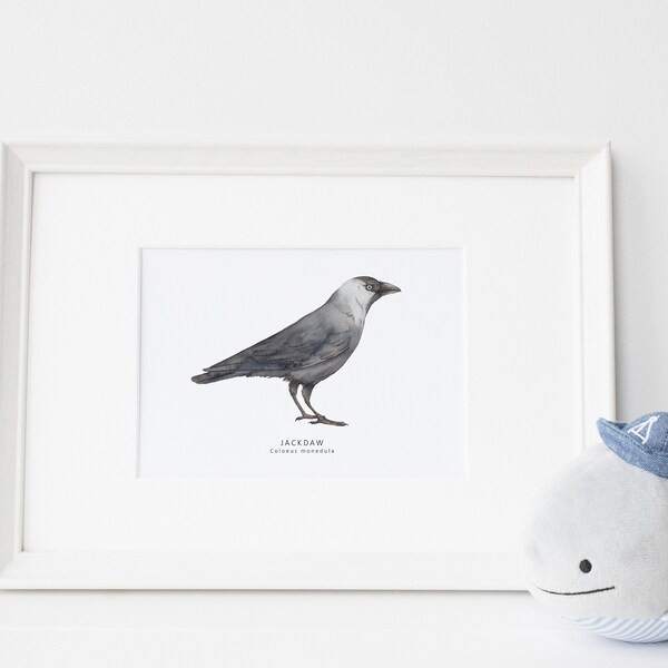 Jackdaw - Etsy