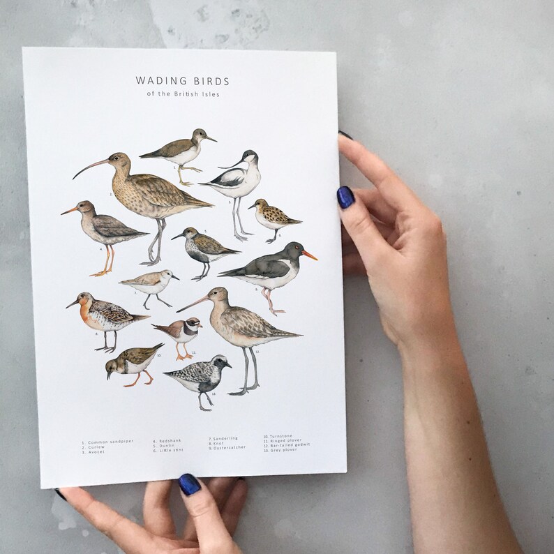 Wading Bird Watercolour Print Bird Wall Art - Etsy