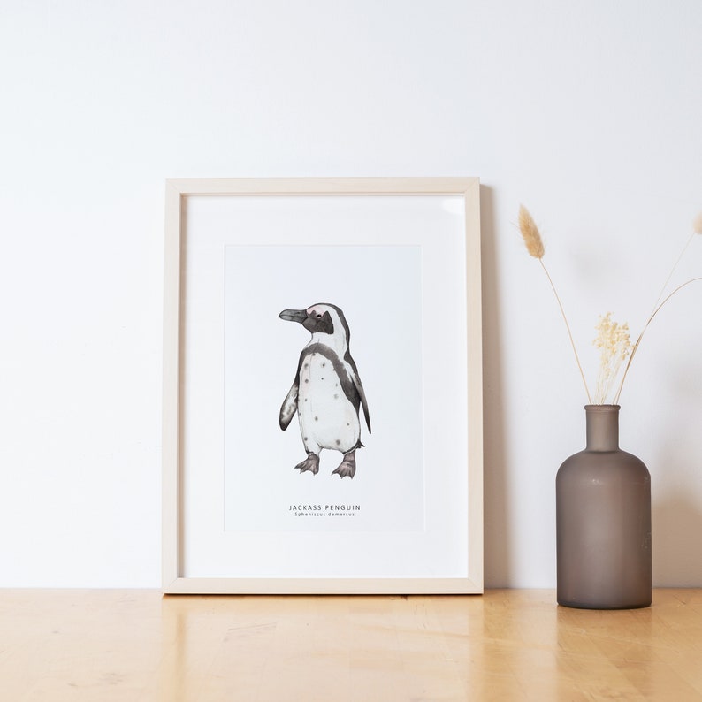 African Penguin Postcard - Etsy