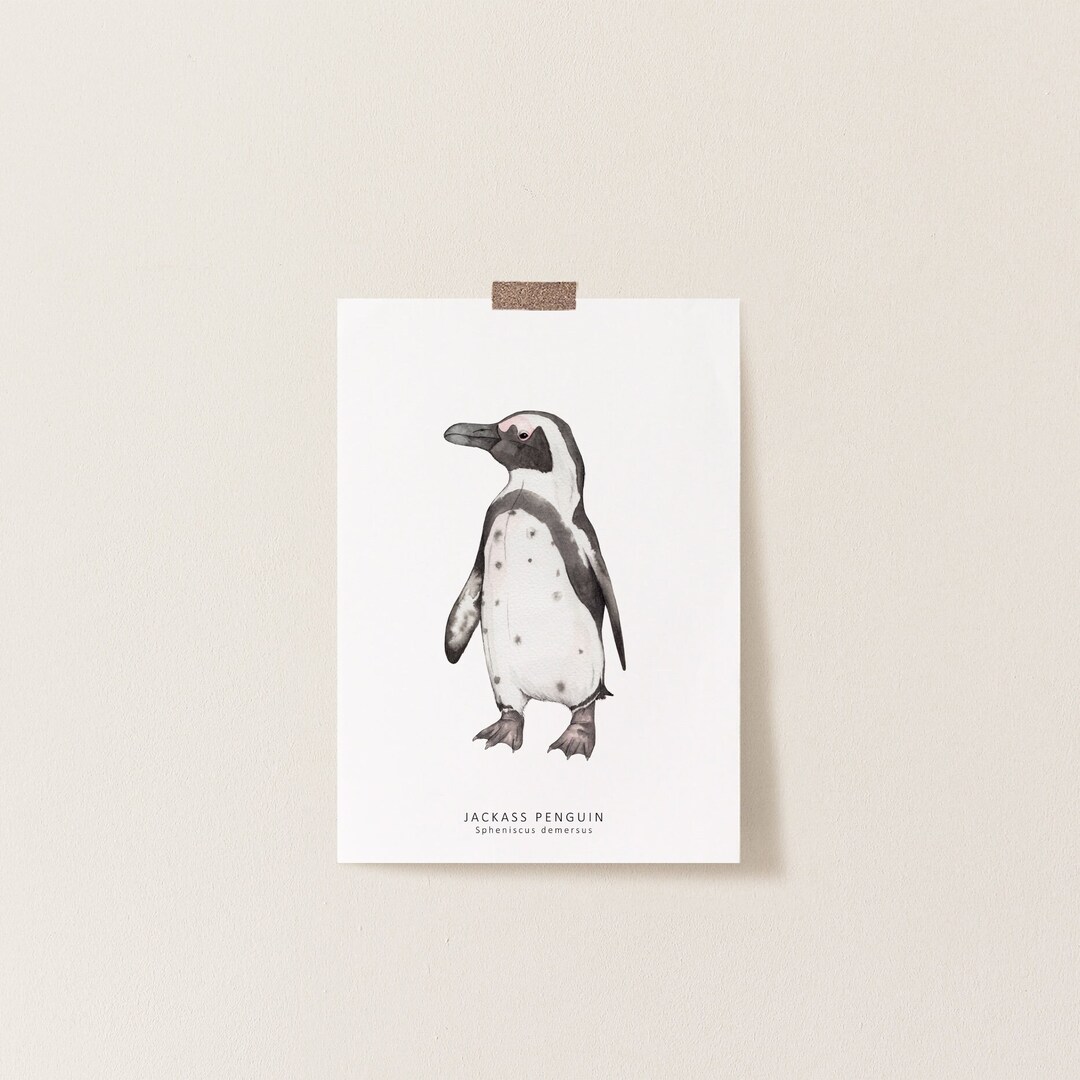 African Penguin Postcard - Etsy