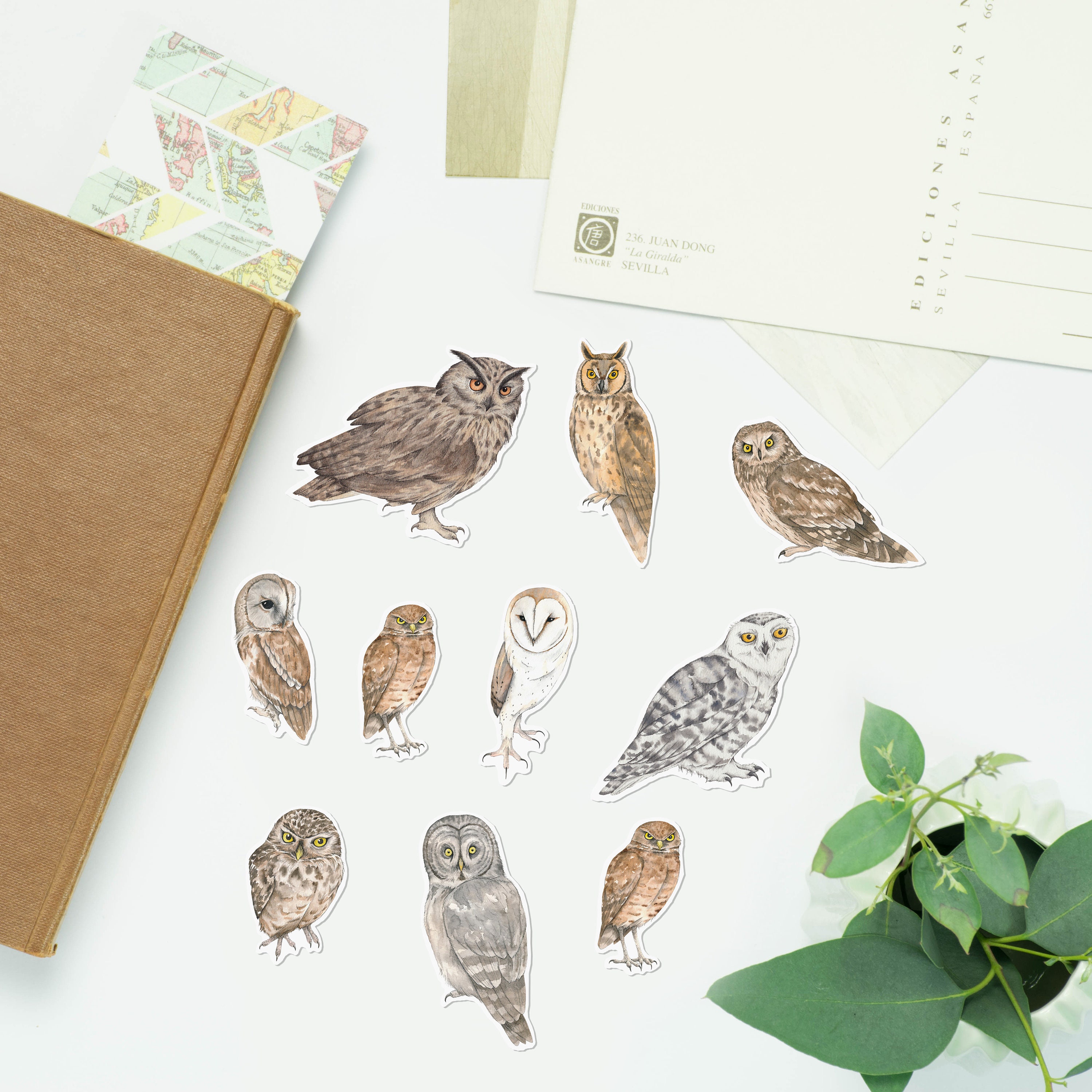 Owl sticker pack watercolour bird illustrations | Etsy