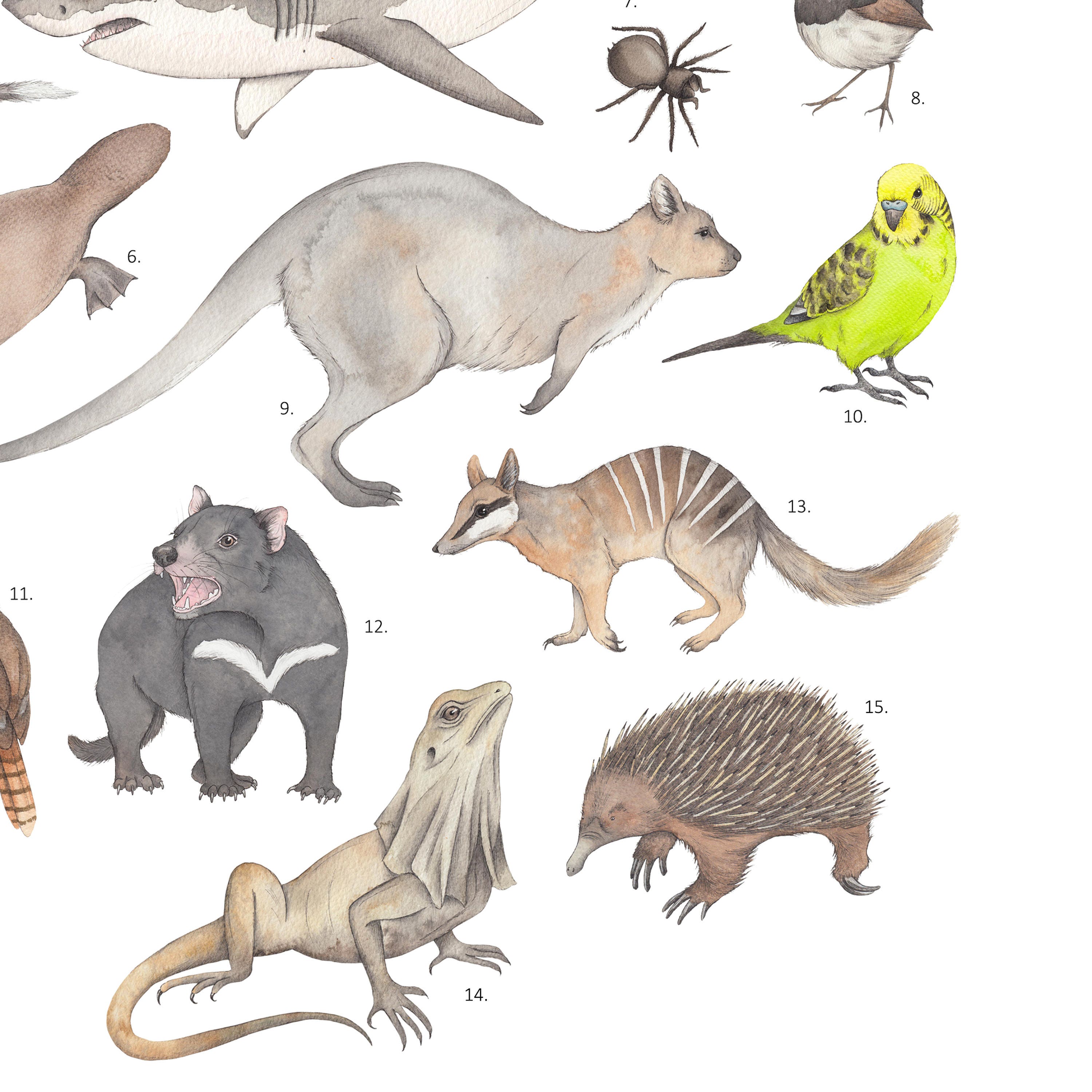 Australian animals watercolour print | Etsy