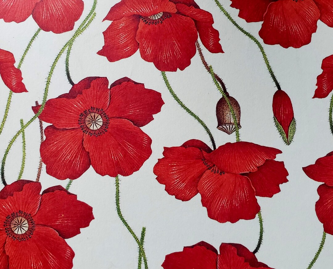 Poppy Blank Notecards- Set of 10 - Etsy