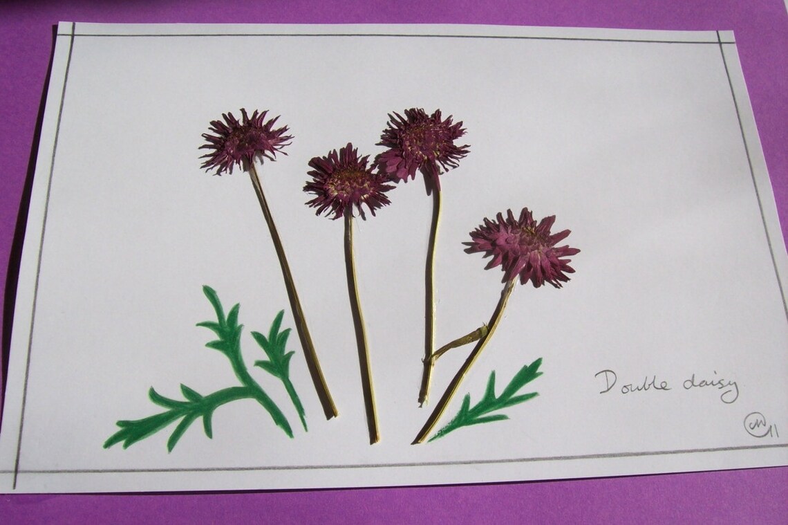 Dried Flower and Pencil Drawing Artwork. Double Daisy. - Etsy