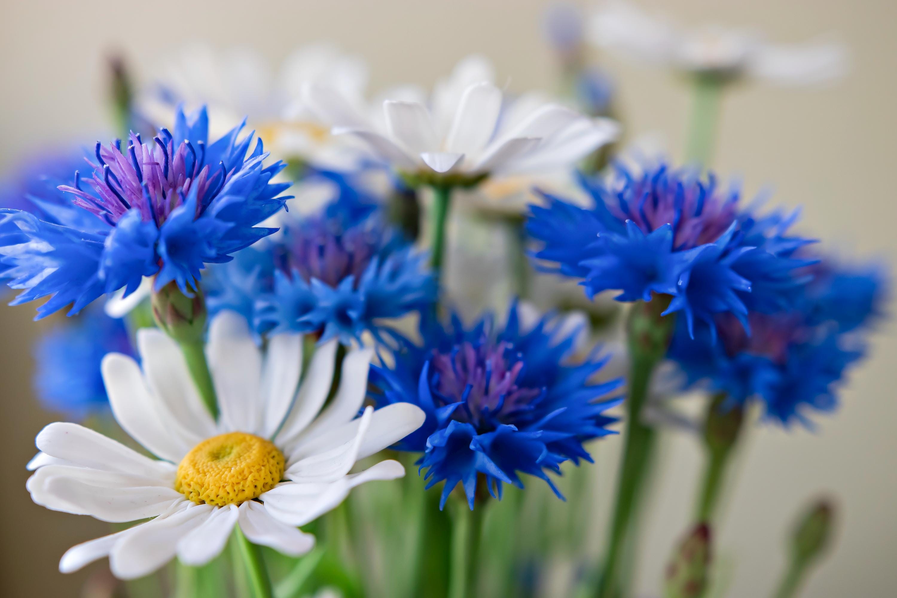 Cornflower | Handmade Cornflower Bouquet | Cold Porcelain Real Touch ...