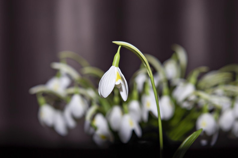 Handmade Realistic Snowdrop • Polymer Clay Flower Art • Romantic Gift ...