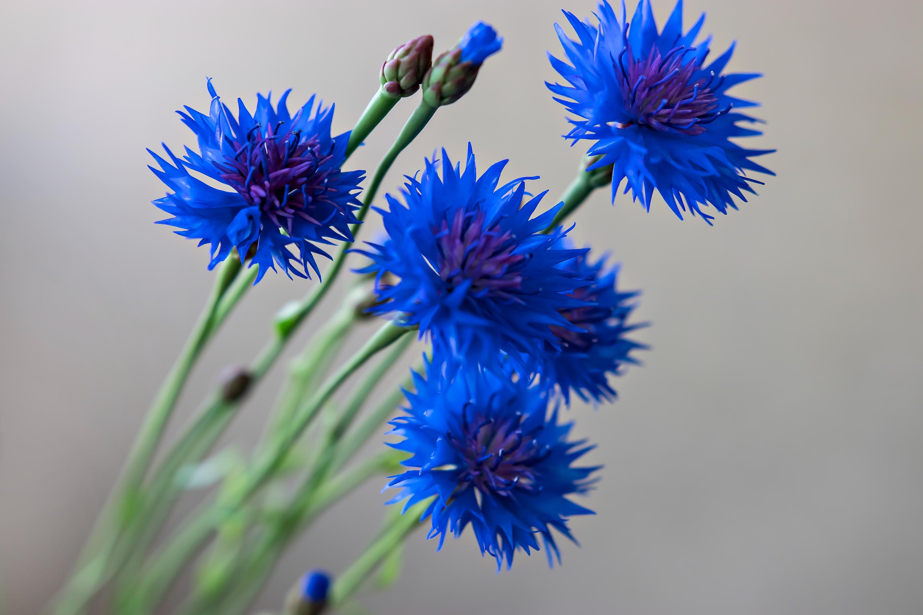 Cornflower | Handmade Cornflower Bouquet | Cold Porcelain Real Touch ...