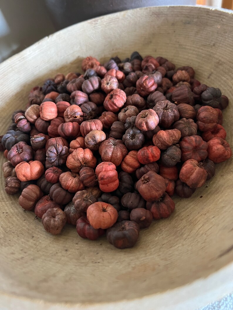 Dried Natural Putka Podspumpkin Podsfall Decorpumpkin - Etsy