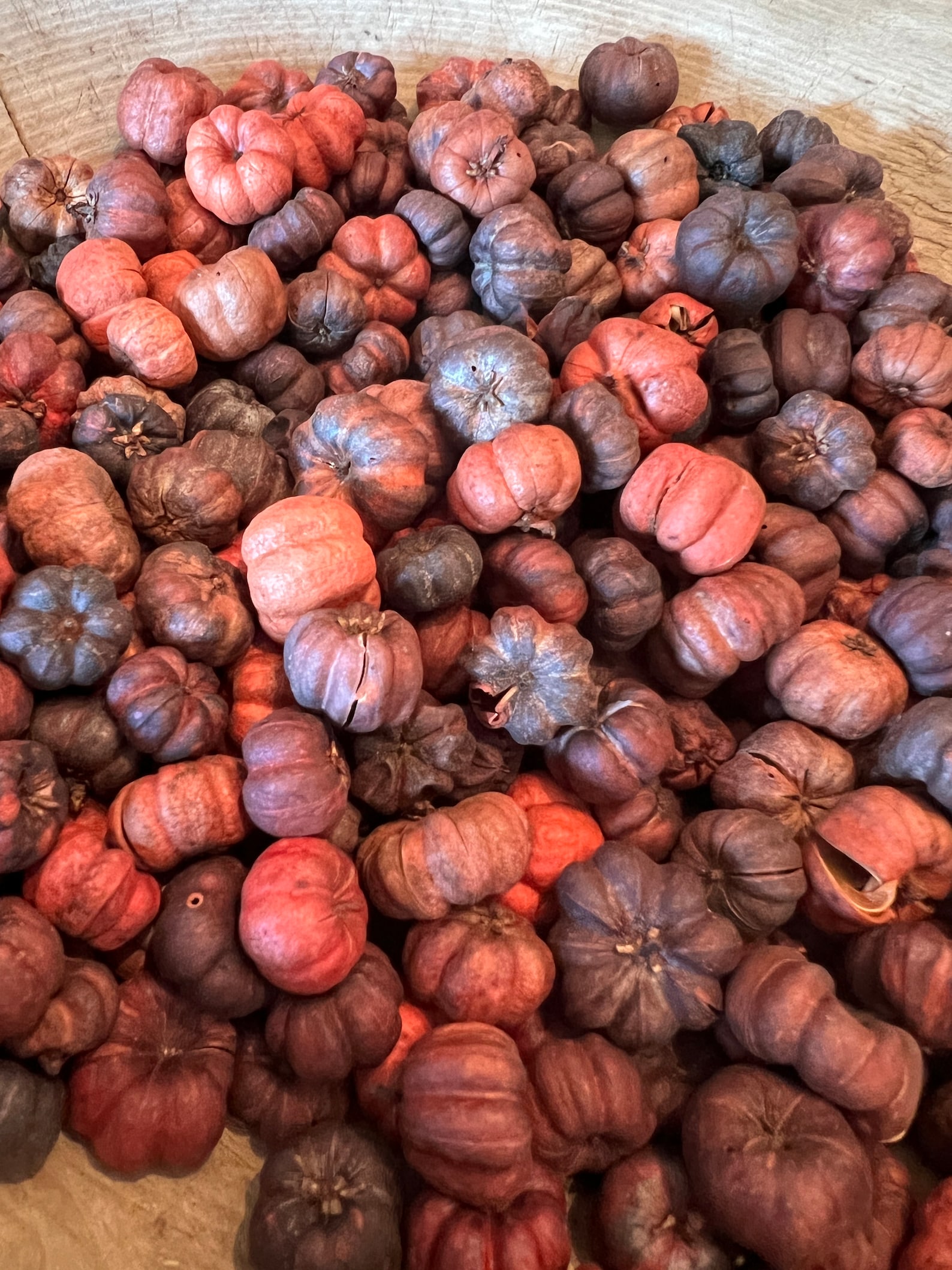 Dried Natural Putka Podspumpkin Podsfall Decorpumpkin - Etsy