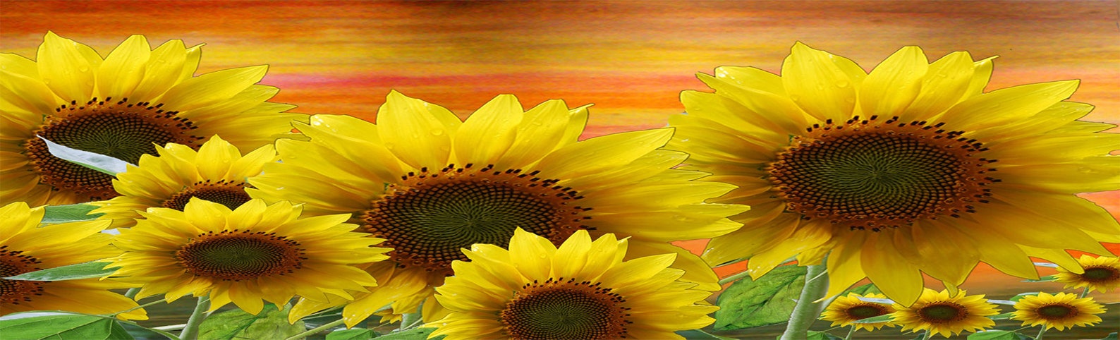 Sunflowers Garden Home Window Valance From My Art. Sunflowers - Etsy