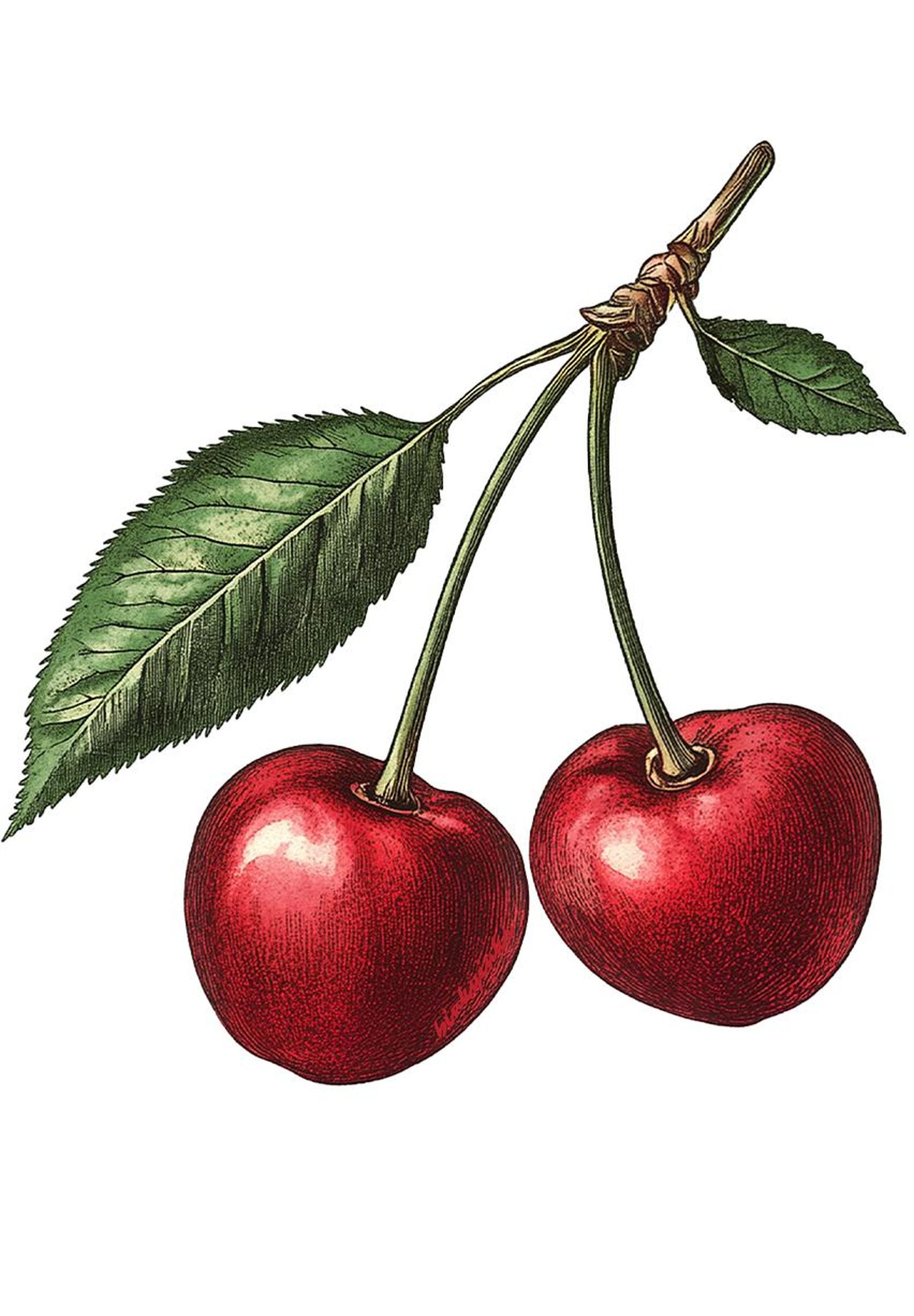 12 PNG and Svgs, Vintage Fruits Clipart, Digital Download PNG Vintage ...