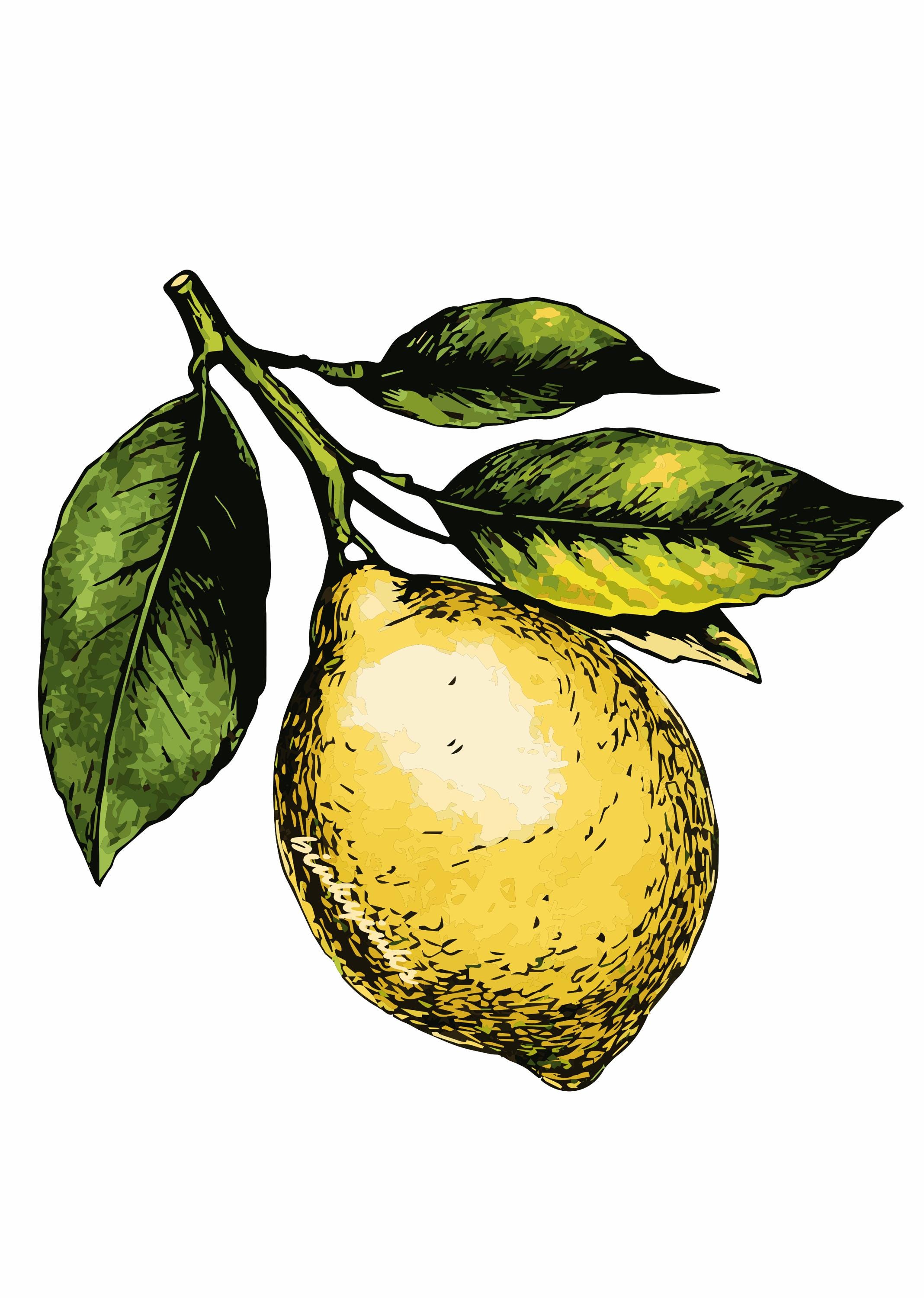 12 PNG and Svgs, Vintage Fruits Clipart, Digital Download PNG Vintage ...