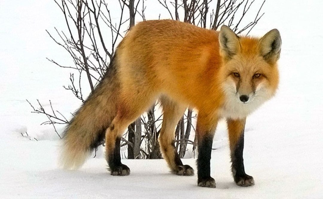 Postcard: Red Fox - Etsy