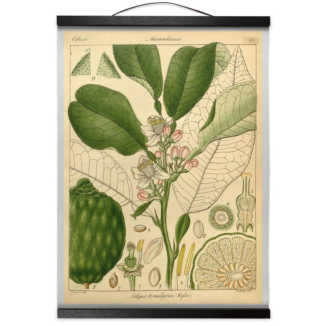 Botanical Illustration of Citrus Vulgaris, Victorian Botanical Print ...
