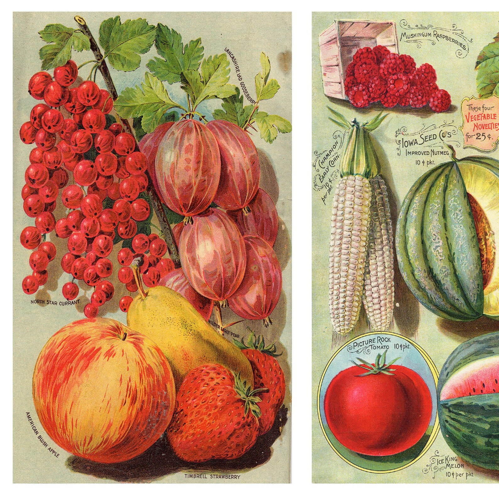 Victorian Botanical Print, Vintage Seed Catalog, Hanging Wall Art ...