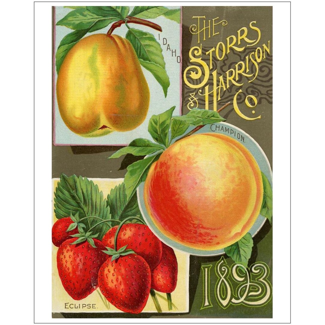 Victorian Botanical Print, Vintage Seed Catalog, Hanging Wall Art ...