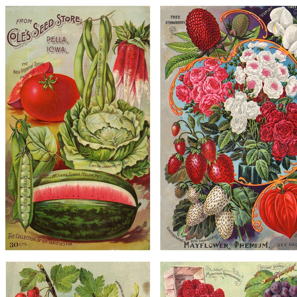 Victorian Botanical Print, Vintage Seed Catalog, Hanging Wall Art ...