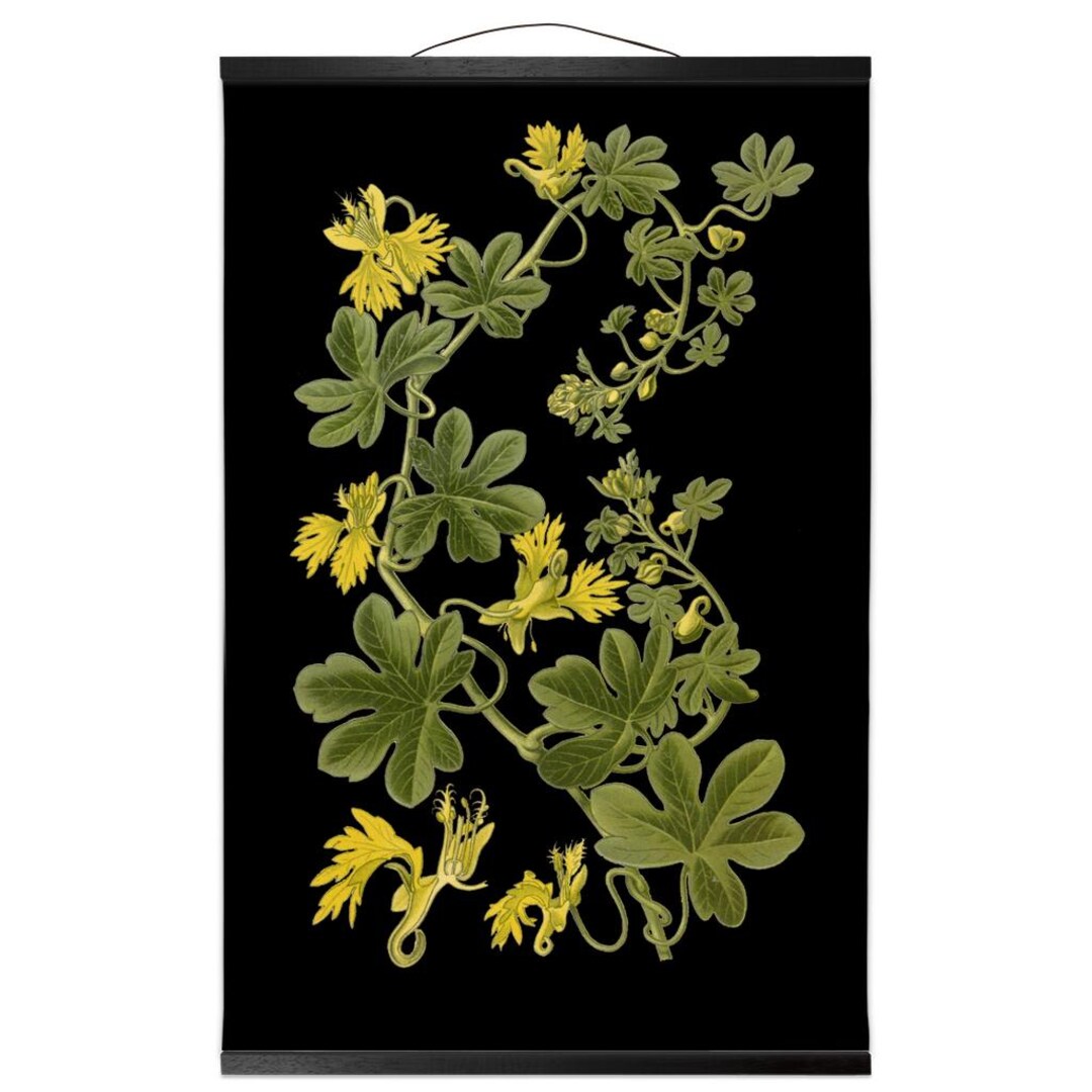 Canary Creeper Canvas, Vintage Botanical Illustration, Hanging Wall Art ...