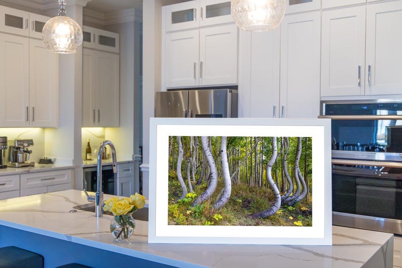 Twisted Aspens, Birch Trees in Telluride Colorado - Etsy