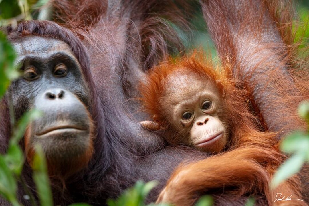 Embrace, Photo of Mother and Baby Orangutan - Etsy