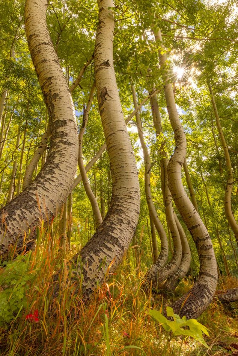 Dancing Trees - Etsy