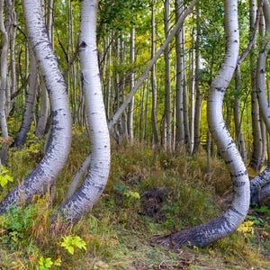 Twisted Aspens, Birch Trees in Telluride Colorado - Etsy
