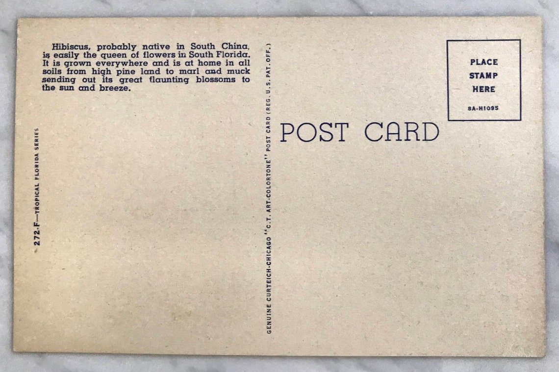 Vintage 1930s UNUSED Linen Postcard - Florida Hibiscus - Genuine ...