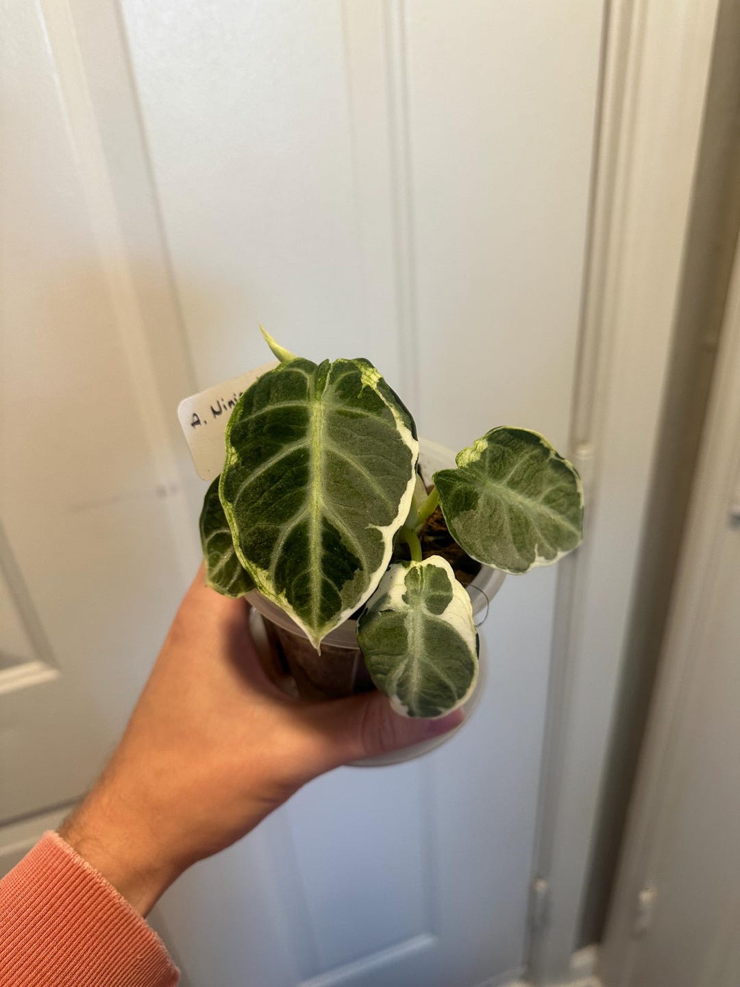 Variegated Alocasia Ninja 2 Plants in the Pot - Etsy
