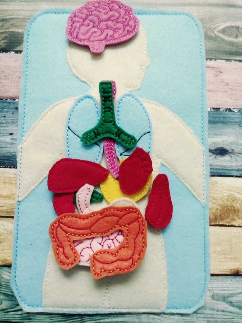 Anatomy Board Felt Board With 15 Organ Pieces Learning - Etsy Australia