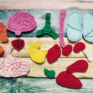 Felt Anatomy Board: Human Body Organ Learning Set - Etsy