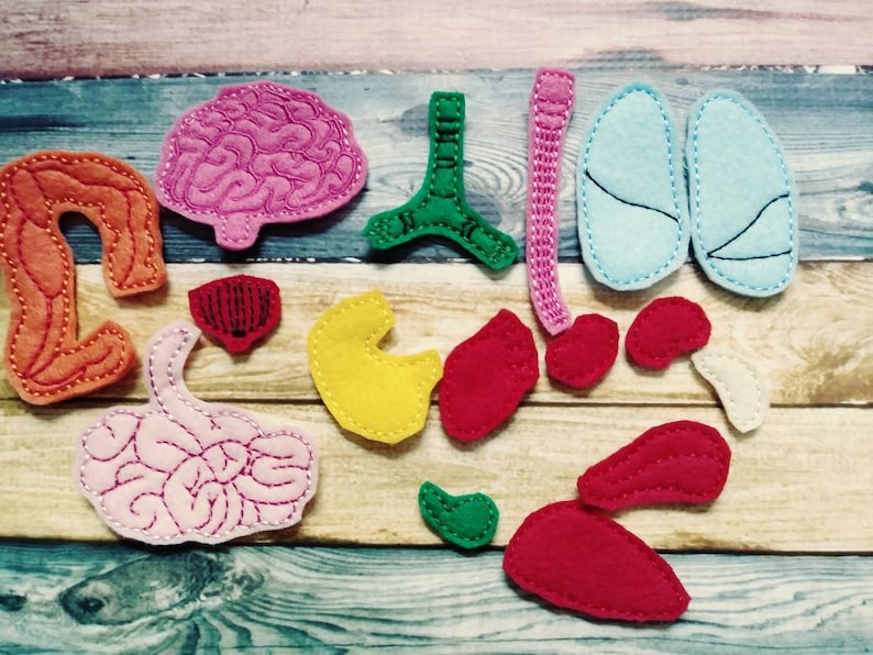 Anatomy board felt board with 15 organ pieces learning | Etsy