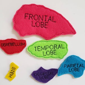 Felt Human Brain Puzzle: Quiet Book Page, Medical Learning Board - Etsy
