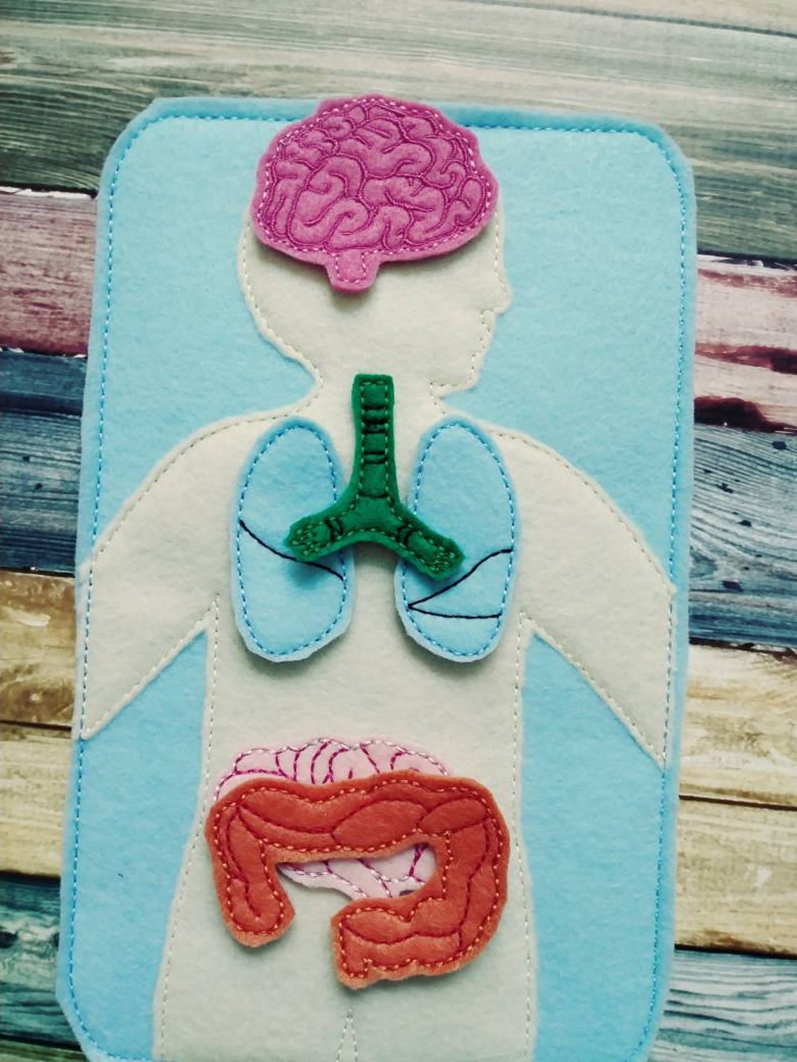 Anatomy Board Felt Board With 15 Organ Pieces Learning - Etsy Australia