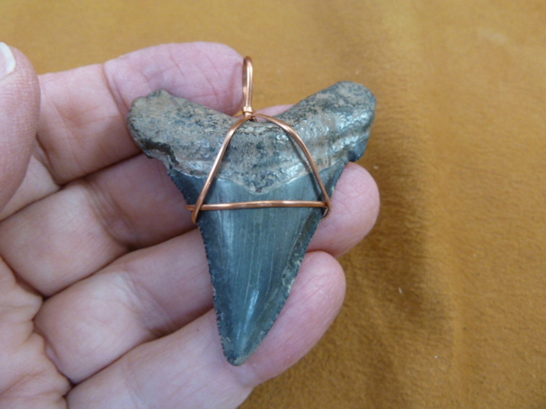 2-3/16 Inch Fossil MEGALODON Shark Tooth Teeth Copper Wired Pendant ...