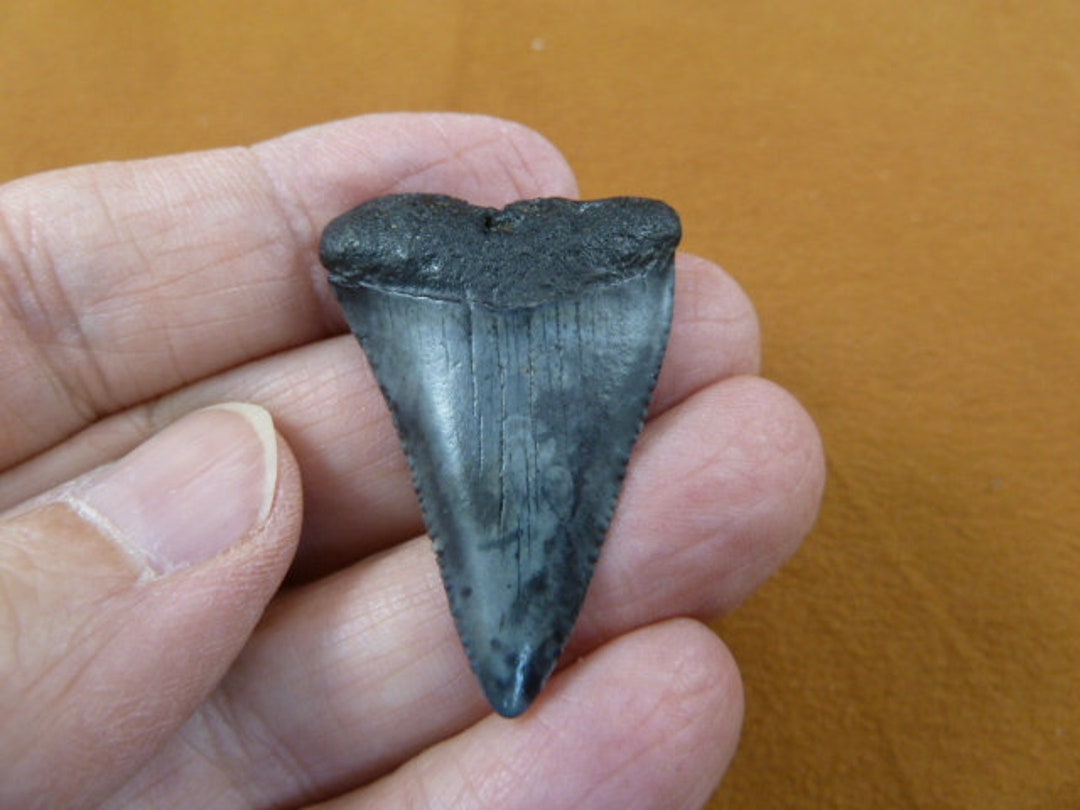 1-9/16 Inch Fossil Agatized Great White Shark Tooth Teeth Pendant ...