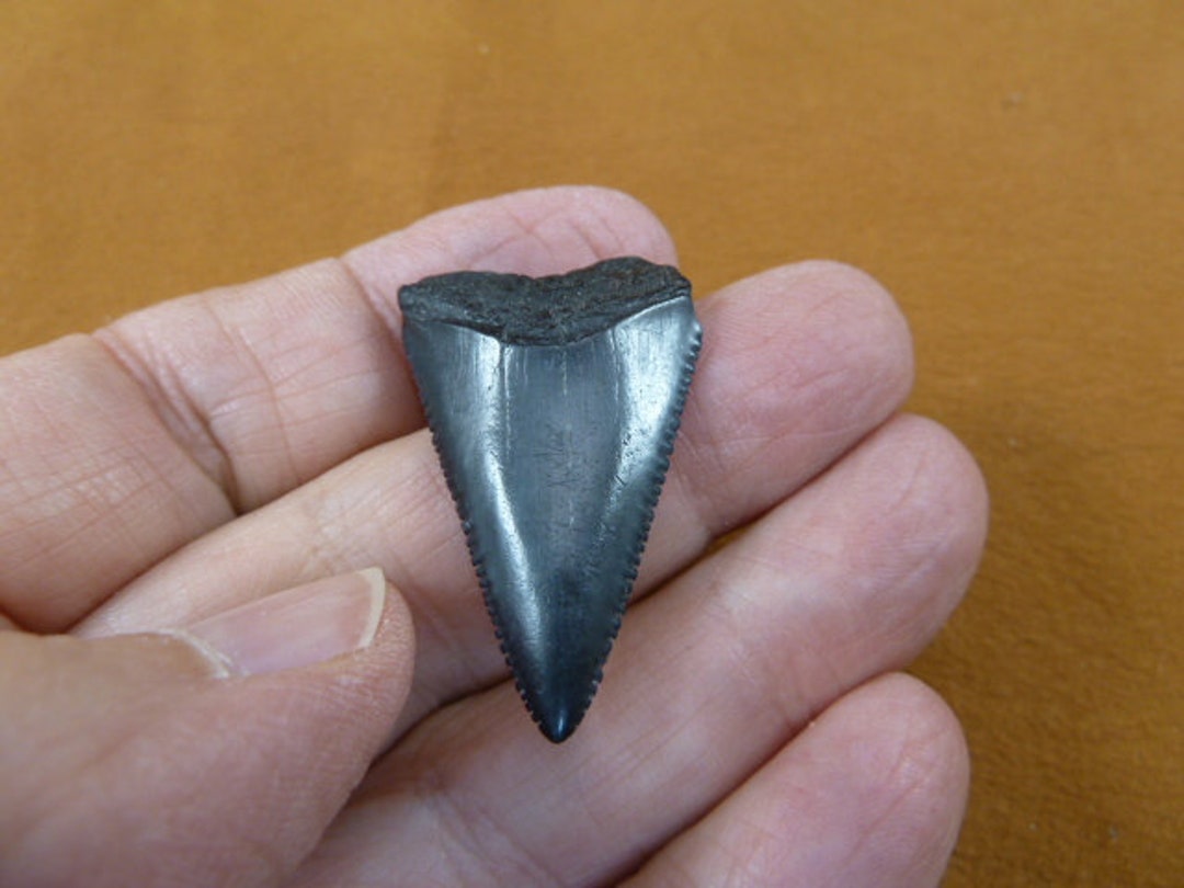 1-7/16 Inch Fossil Agatized Great White Shark Tooth Teeth Pendant ...