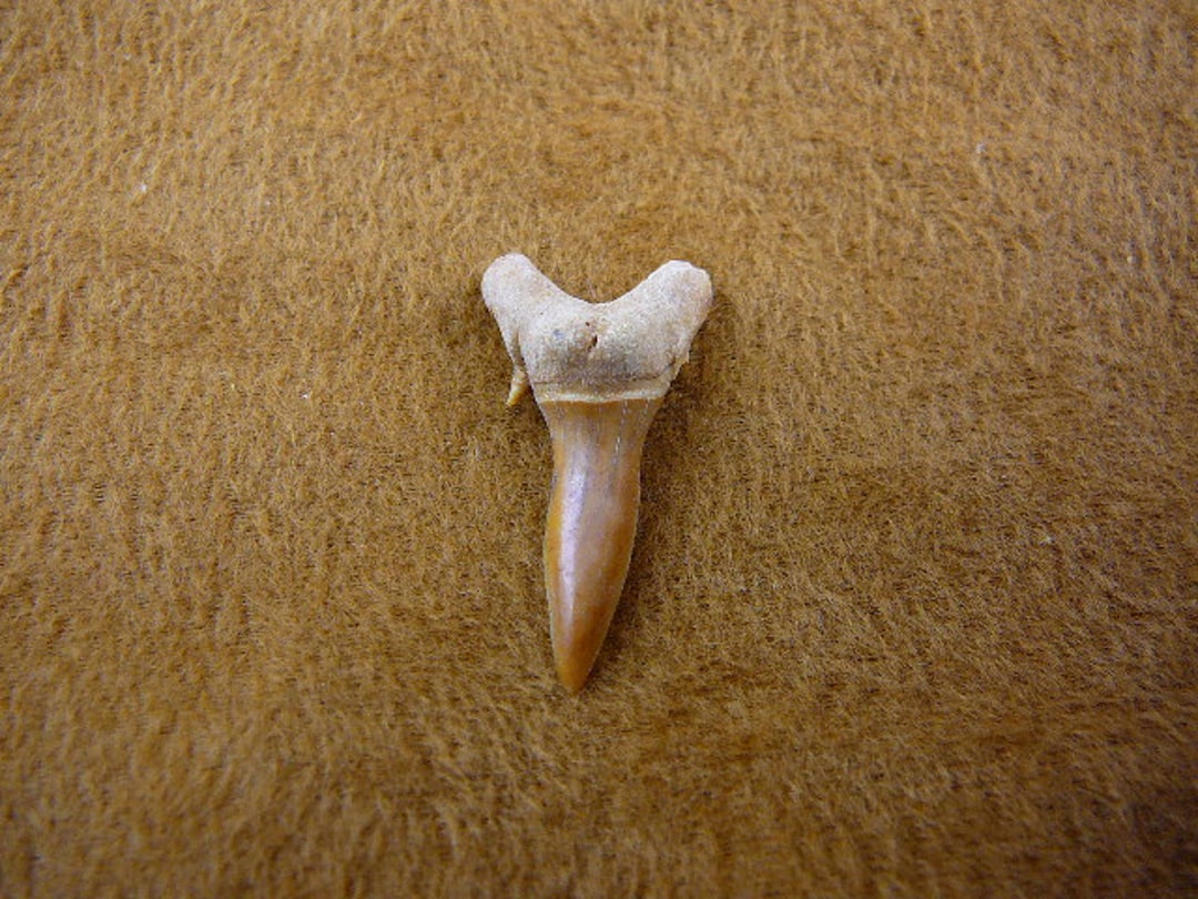 1 Inch Togo Fossil Extinct Mackerel Shark Tooth Pendant Necklace ...