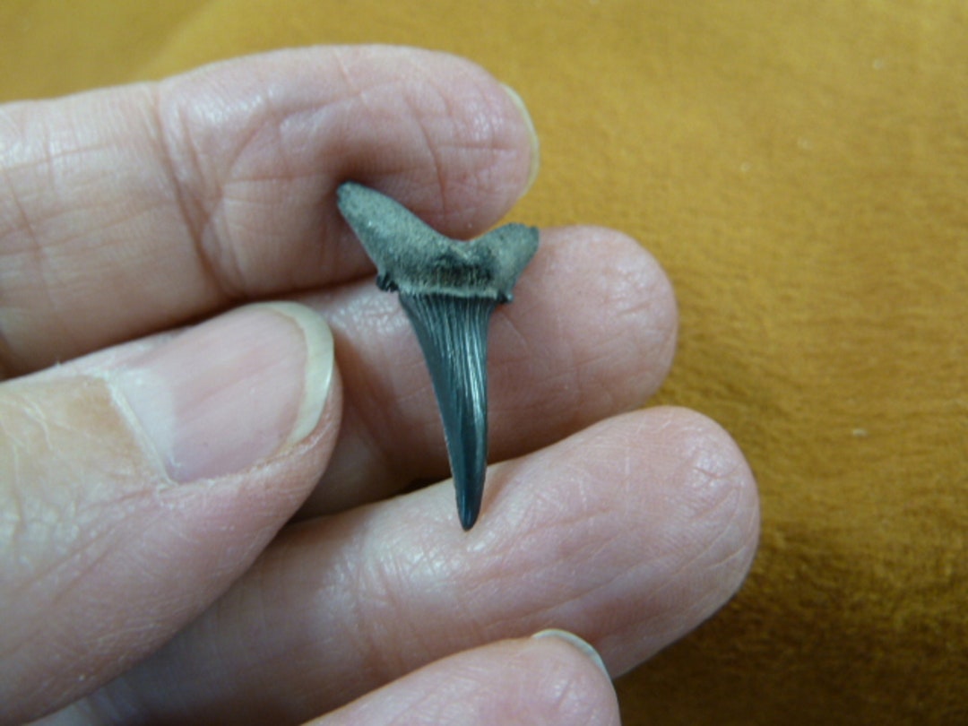 1 Inch Fossil Sand Tiger Shark Tooth Teeth Pendant Necklace JEWELRY You ...