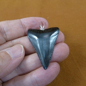 1-9/16 Inch Fossil Great White Shark Sharks Tooth Teeth Pendant Silver ...