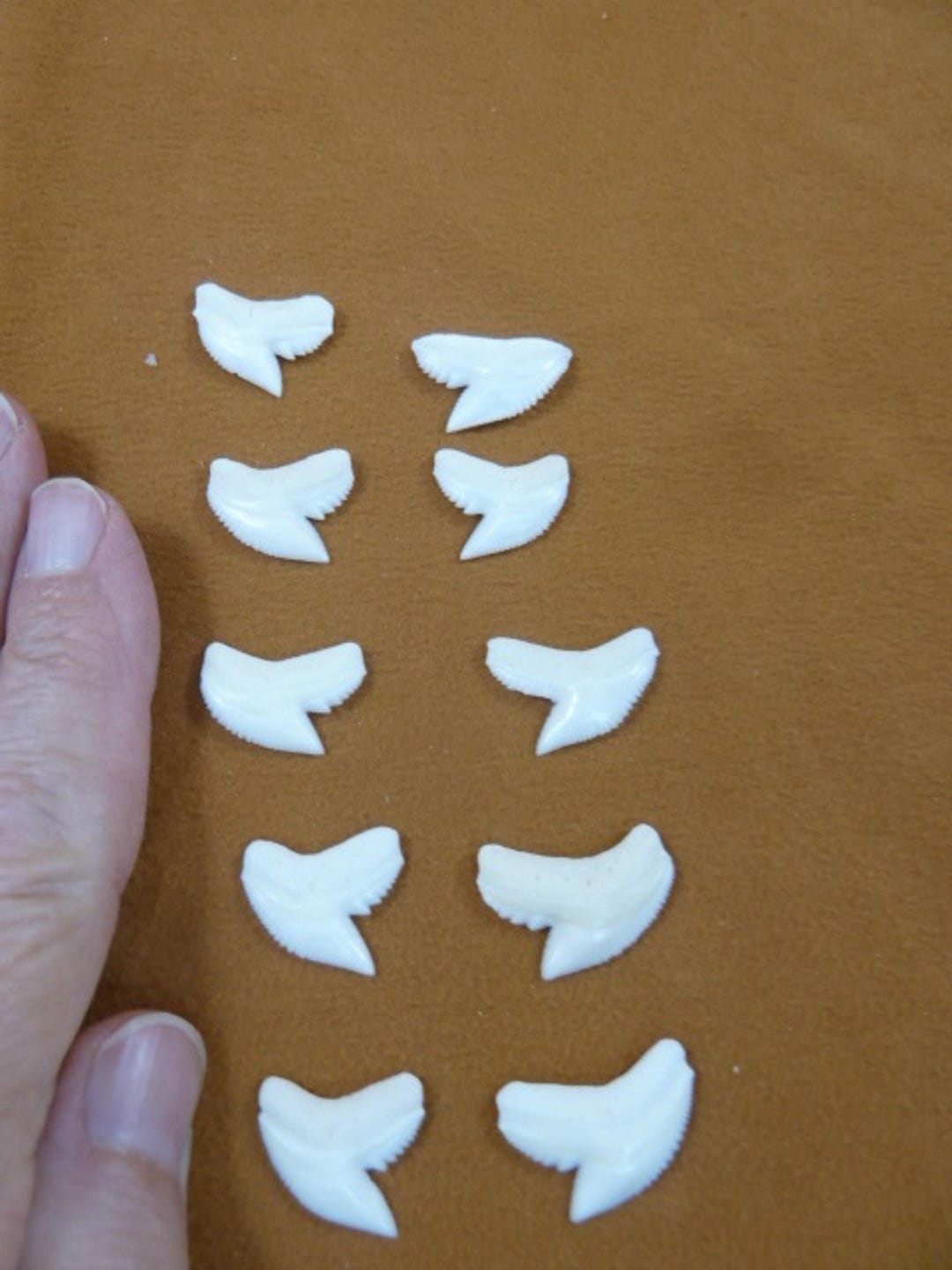 13/16" Inch Modern White Tiger Shark Teeth Sharks Tooth 10 (5left/right ...