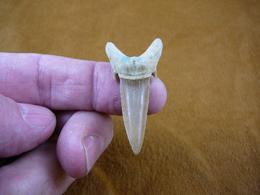 1-3/4 Inch Togo Fossil Extinct Mackerel Shark Tooth Pendant Necklace ...