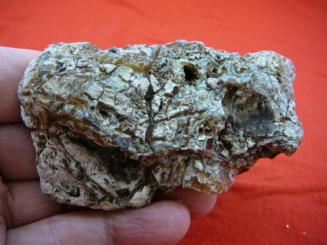 60 G Rare Kauri Tree Gum Nugget Make Your Own Jewelry Young Copal Amber ...