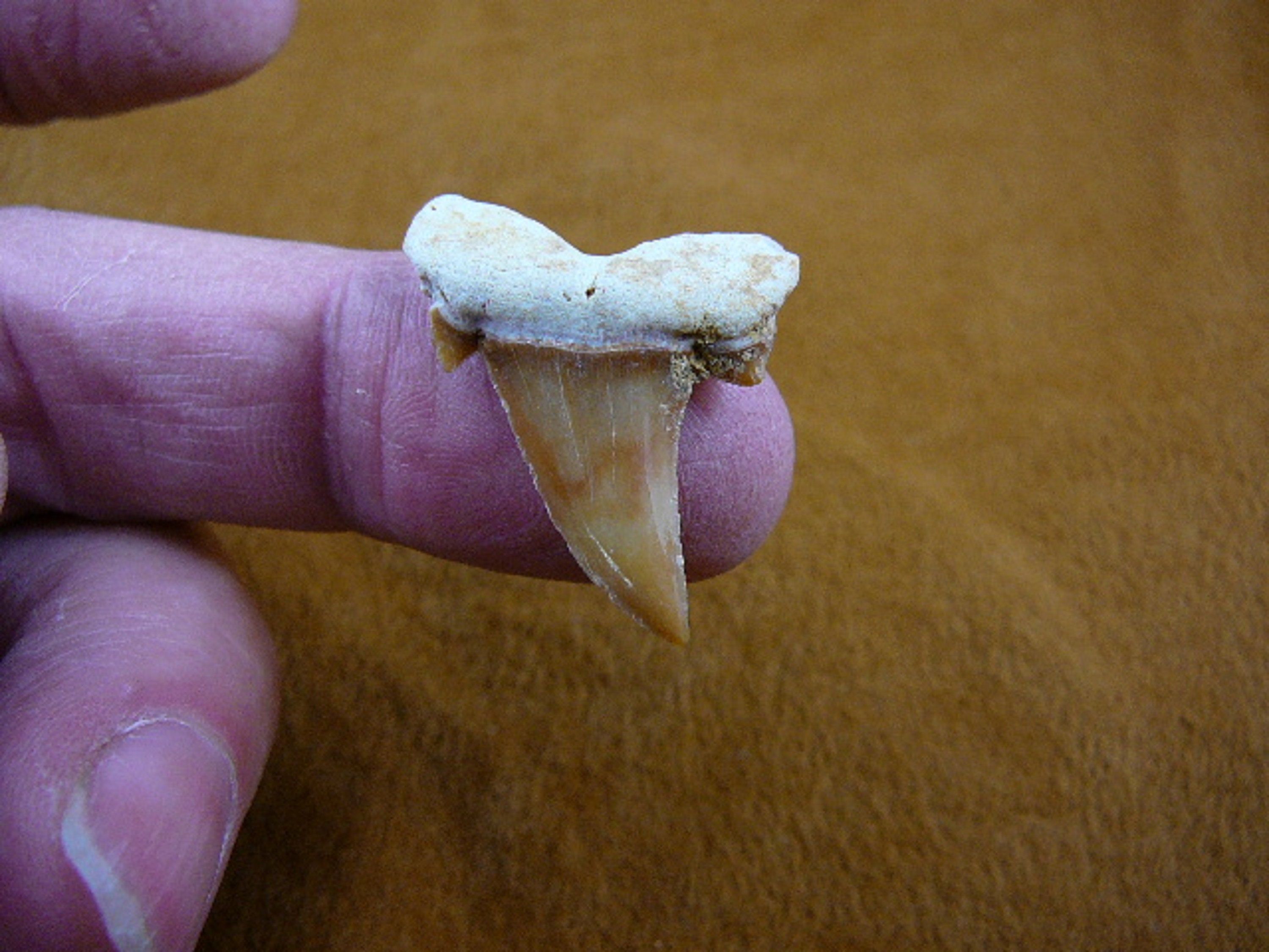 1-1/8 Inch Togo Fossil Extinct Mackerel Shark Tooth Pendant Necklace ...