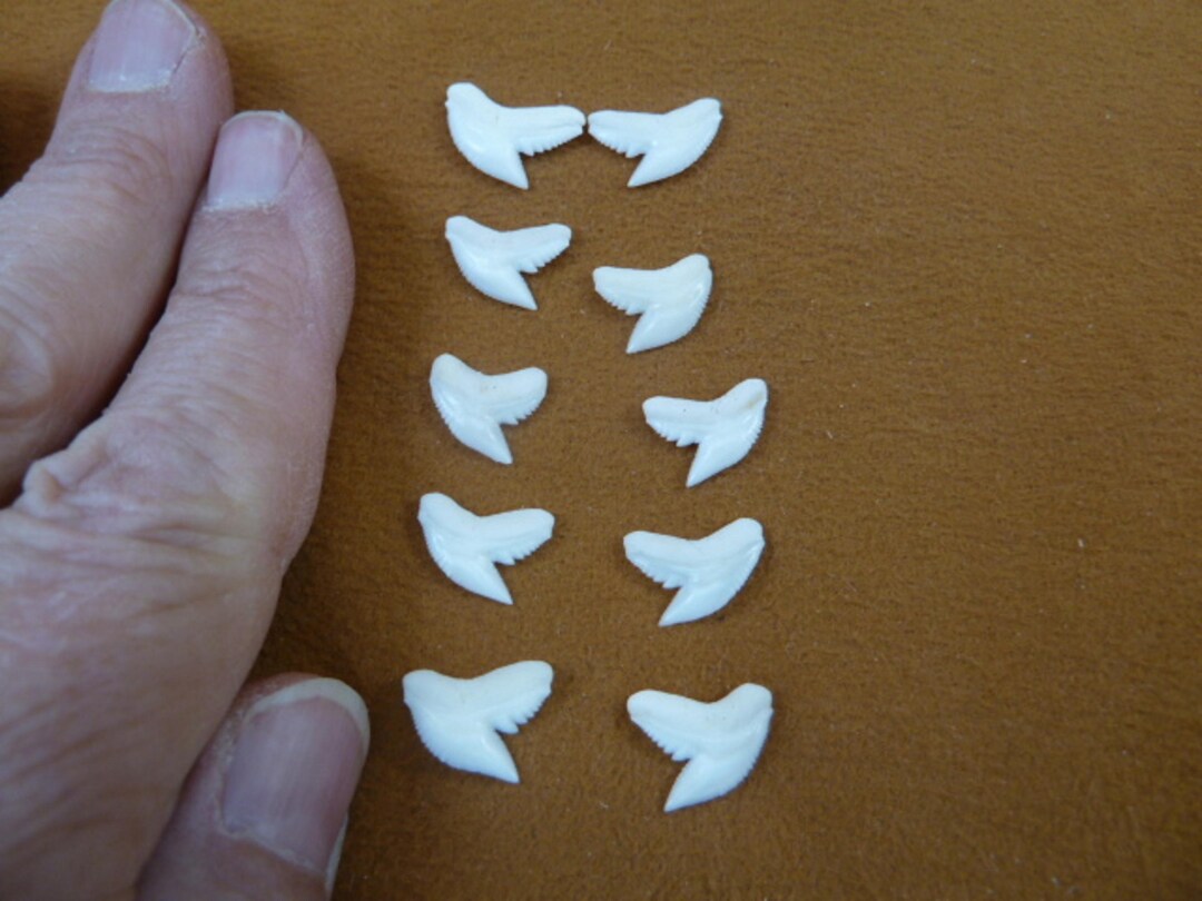 1/2" Inch Modern White Tiger Shark Teeth Sharks Tooth 10 Matched (5left ...