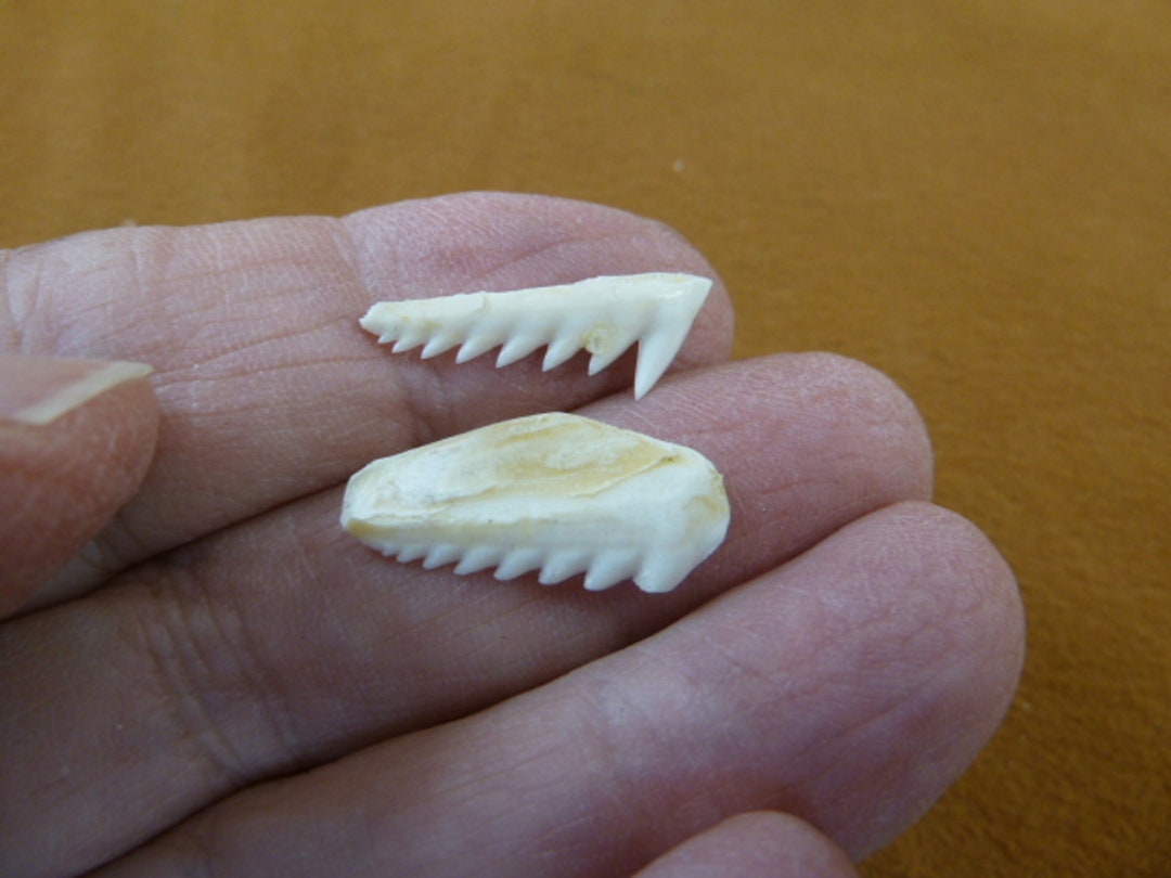 2 Teeth Rare 7/8" Six-gill Bluntnose Cow Shark Lower Tooth Cowshark I ...