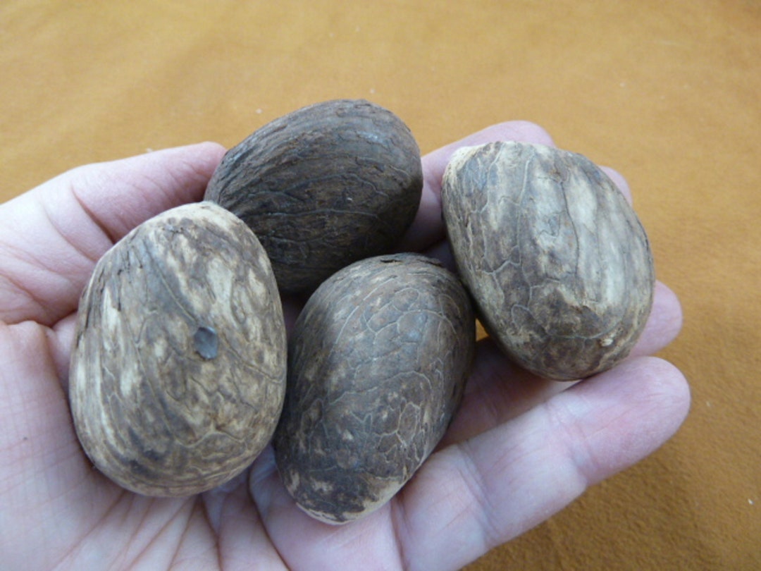 4 Medium Natural Tagua Nut Whole Nuts Supply for Craft Carving Dried ...