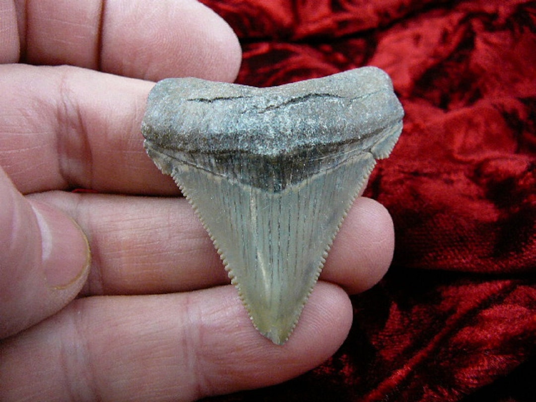 2-1/16 Inch Fossil MEGALODON Shark Tooth Teeth for JEWELRY Craft Make ...
