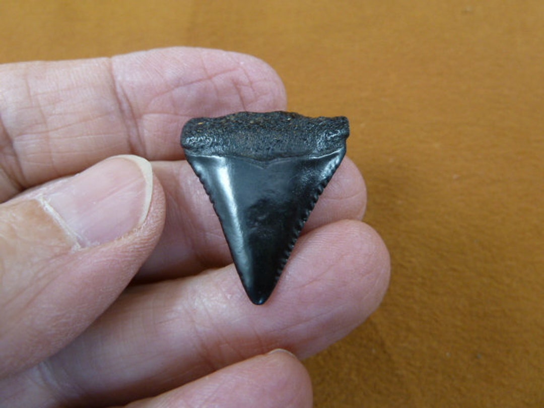 1-1/8 Inch Fossil Agatized Great White Shark Tooth Teeth Pendant ...