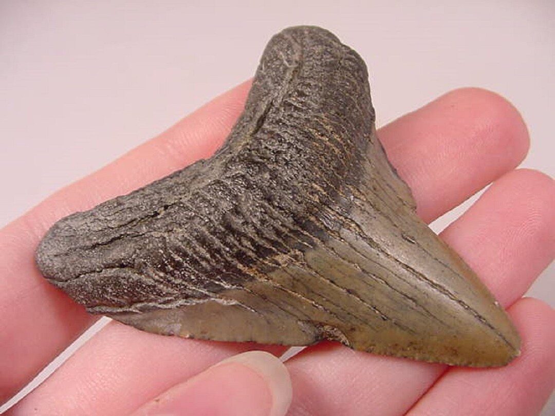 2-3/8 Inch Fossil MEGALODON Shark Tooth Teeth for JEWELRY Craft Make ...