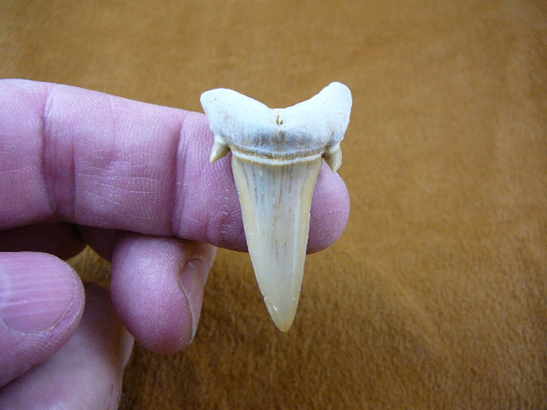 1-5/8 Inch Togo Fossil Extinct Mackerel Shark Tooth Pendant Necklace ...